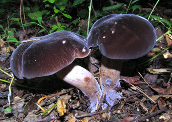 牛肝菌目 Boletales 蓝色动物学